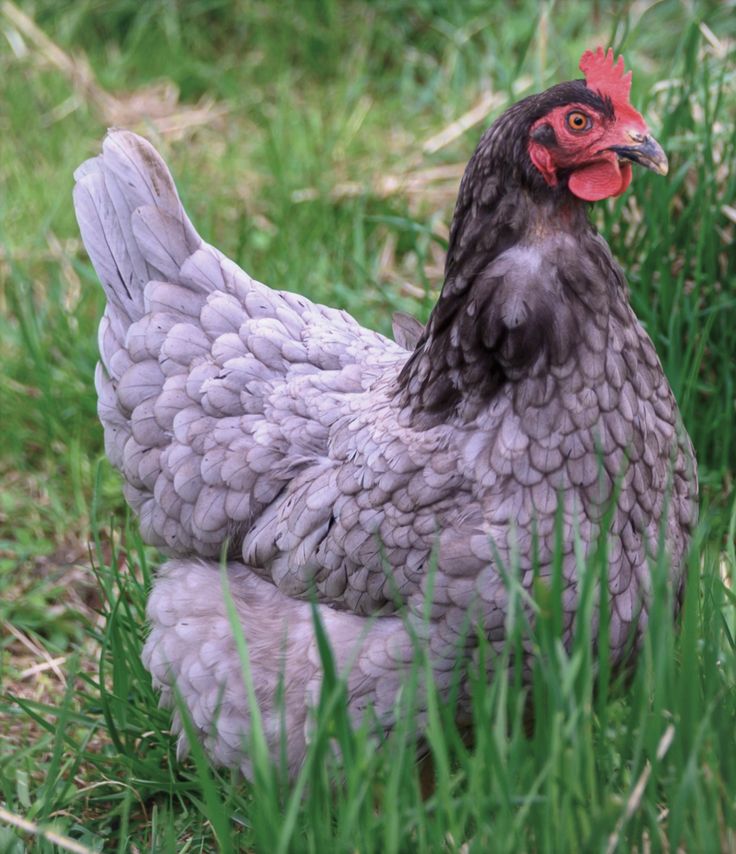 Blue Australorp Female Chick | Simple Little Farm