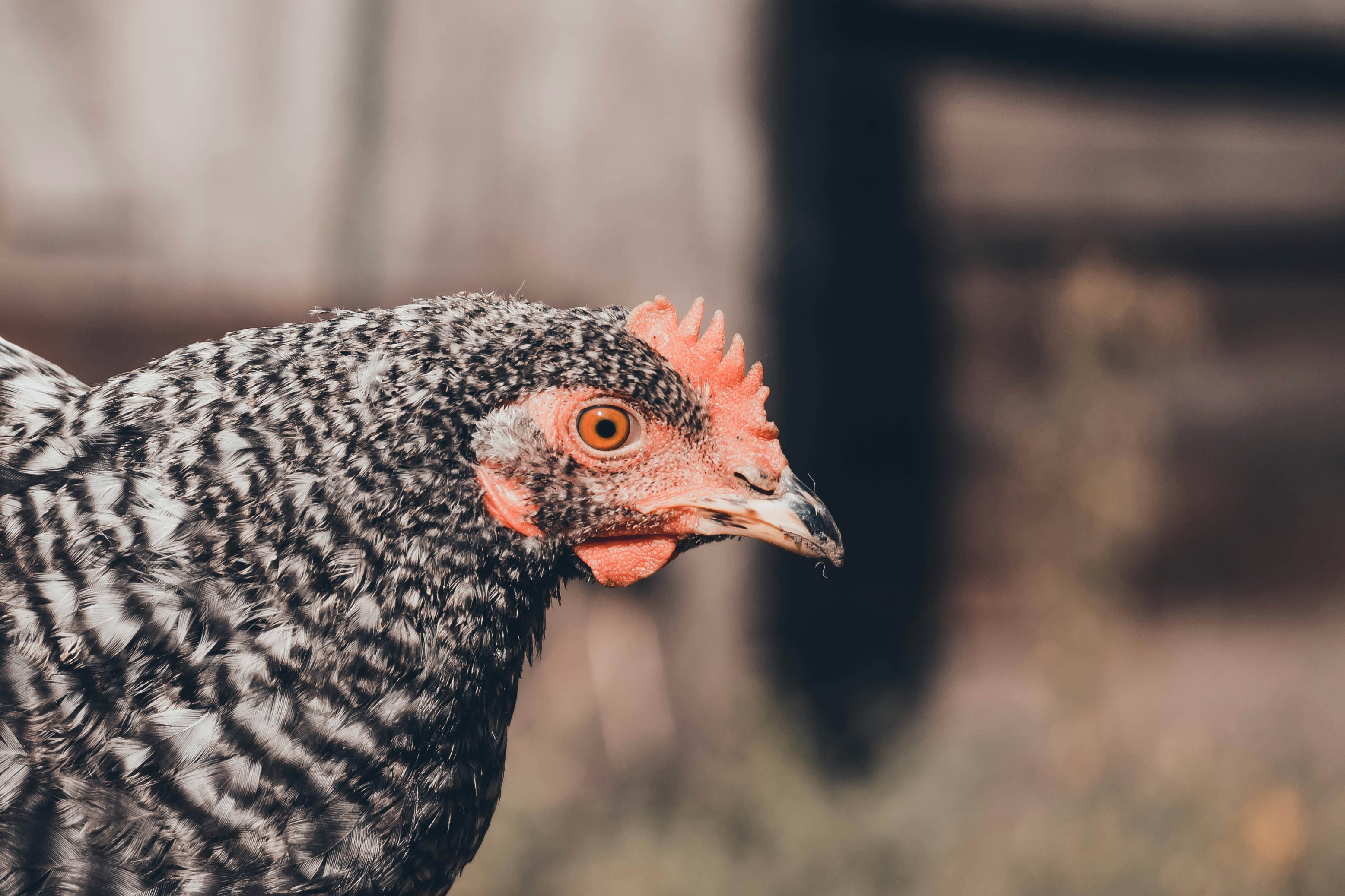 Barred Rock Female Chick | Simple Little Farm